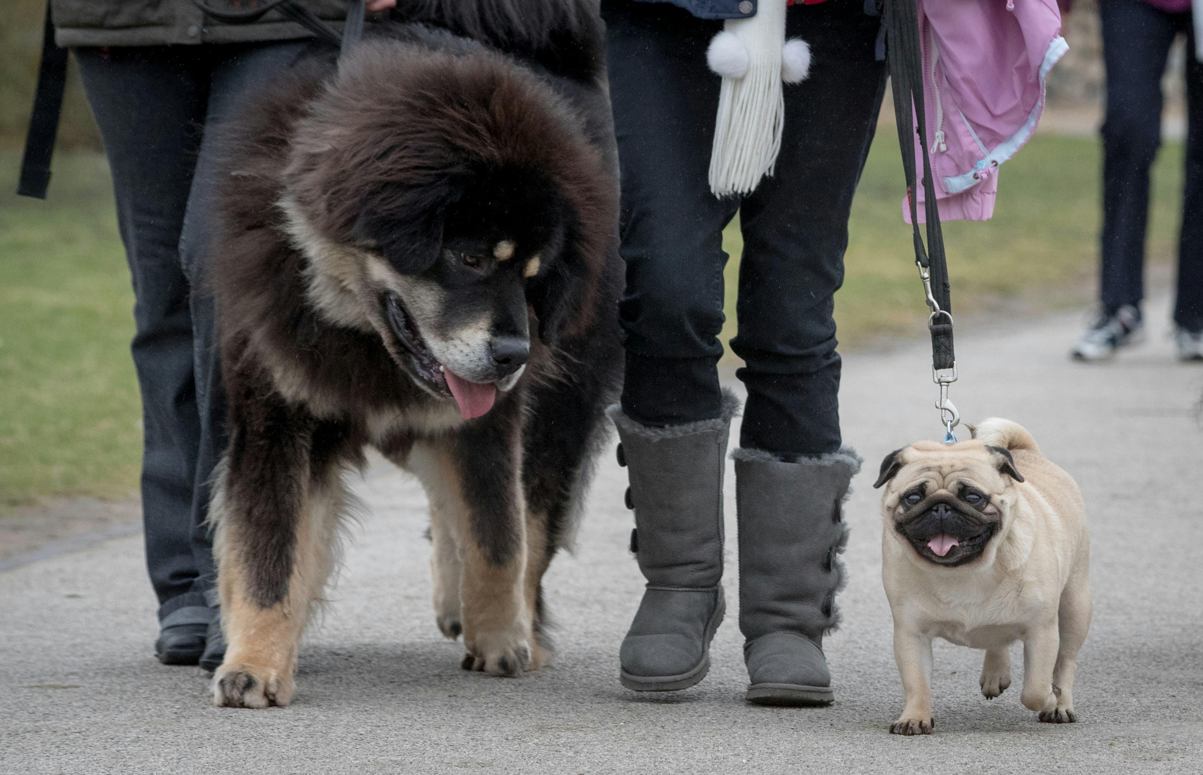 9 Things To Know Before Getting A Big Dog