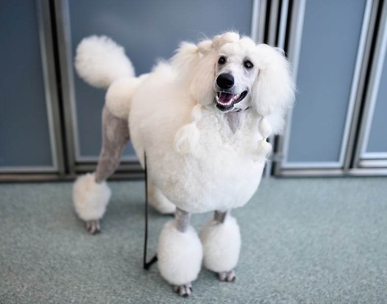 9 Things To Know Before Getting A Big Dog