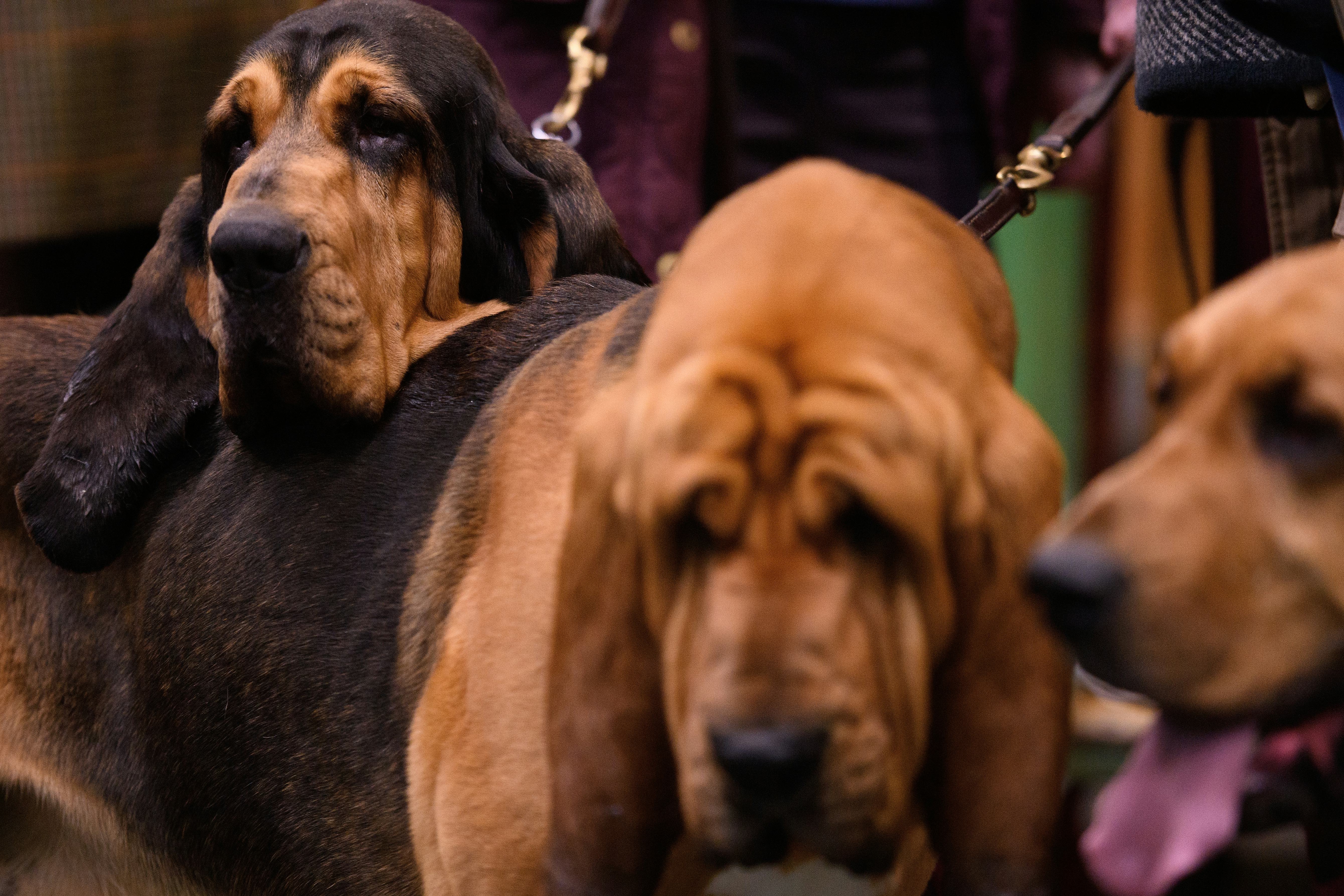14 Dog Breeds That Grow Really Big