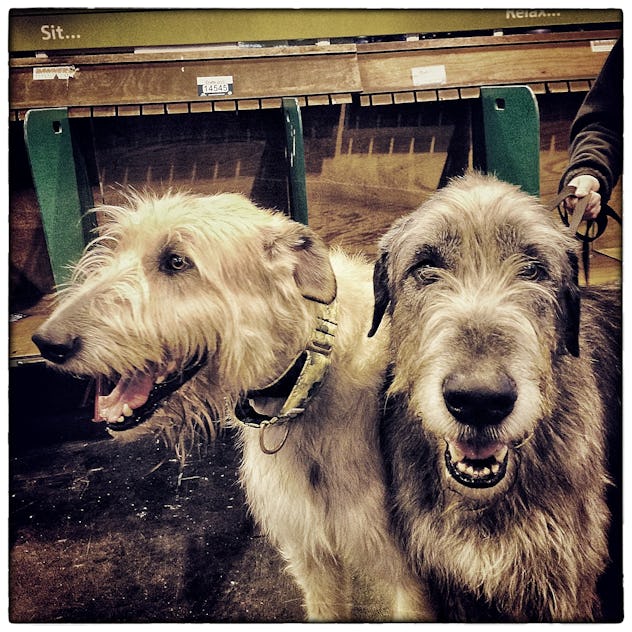 14 Dog Breeds That Grow Really Big