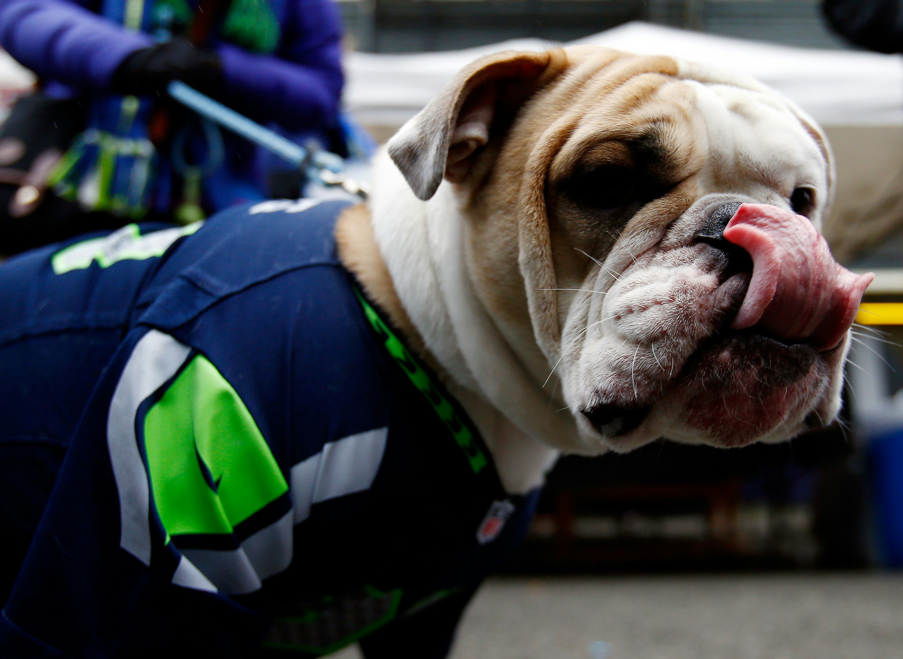 The 7 Most Dog-Friendly Cities, Especially For Bigger Dogs