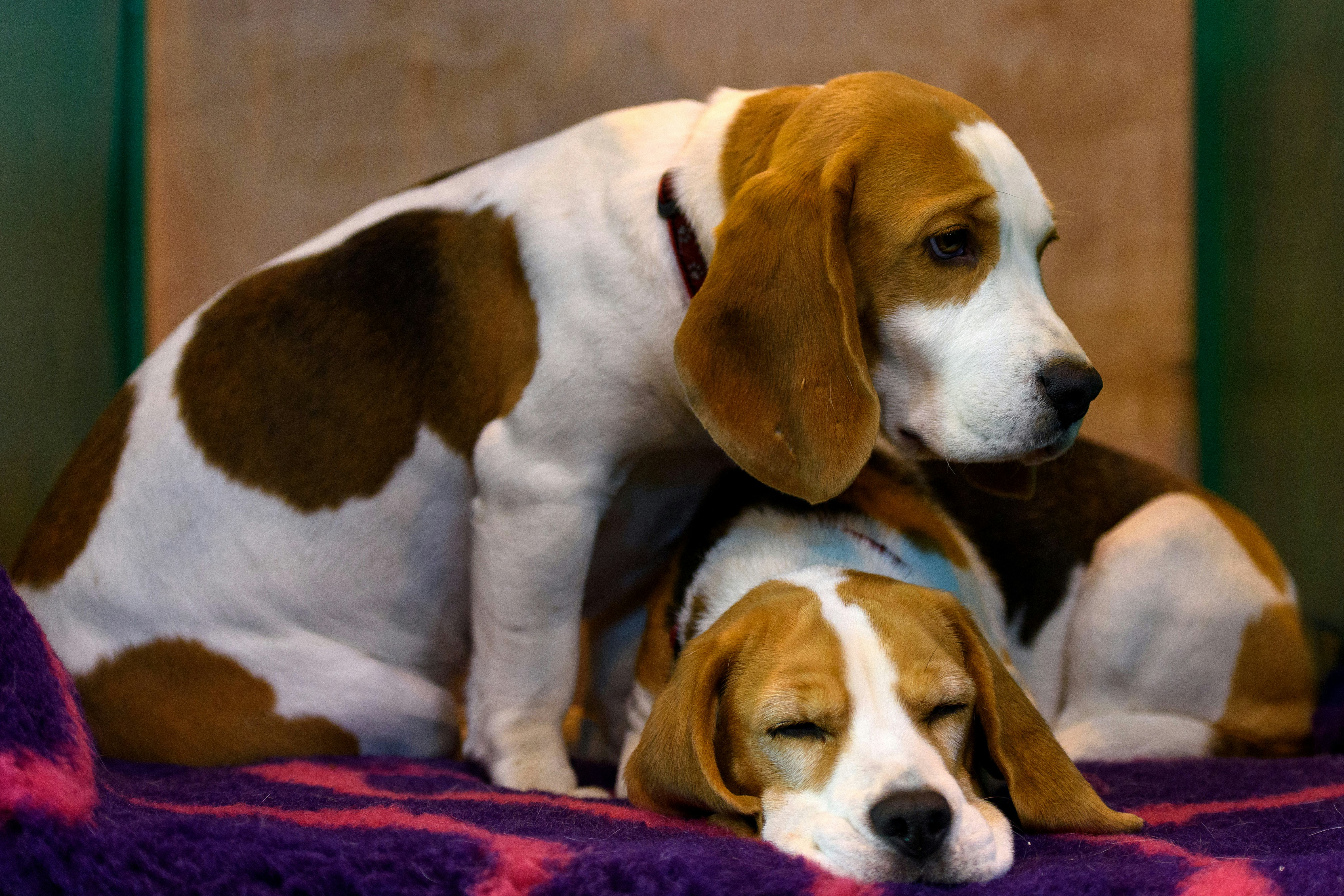 7 Dog Breeds Who Are Good With Cats