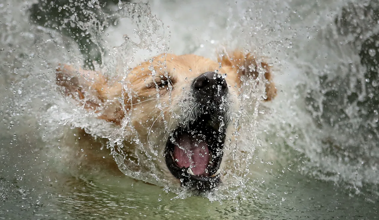 7 Things You Should Never Do When Your Dog Is Overheated