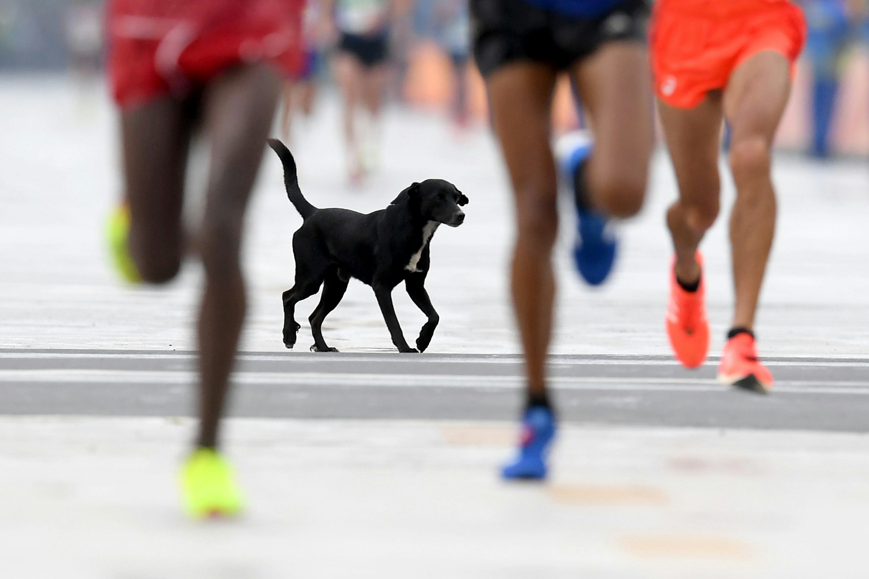 7 Things You Should Never Do When Your Dog Is Overheated