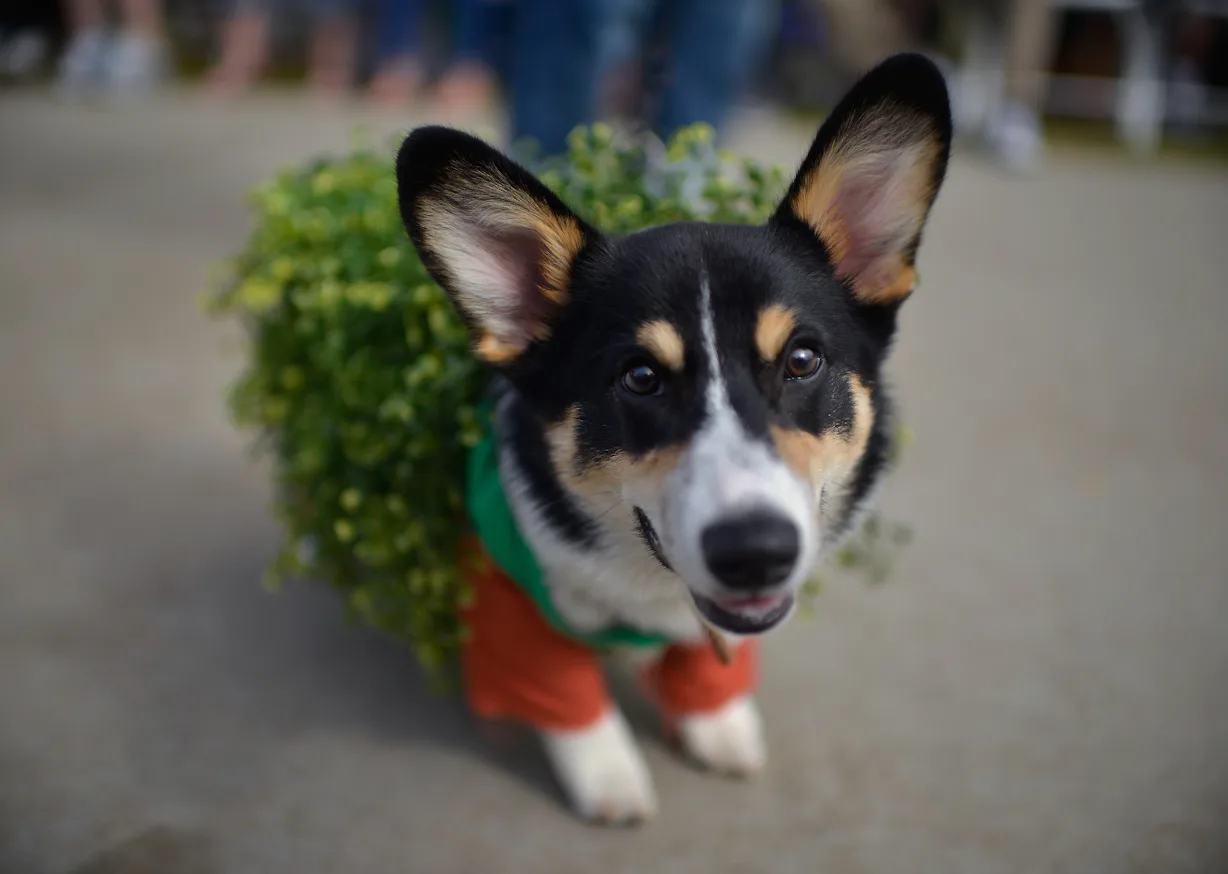 15 Funny National Dog Day 2018 Instagram Captions