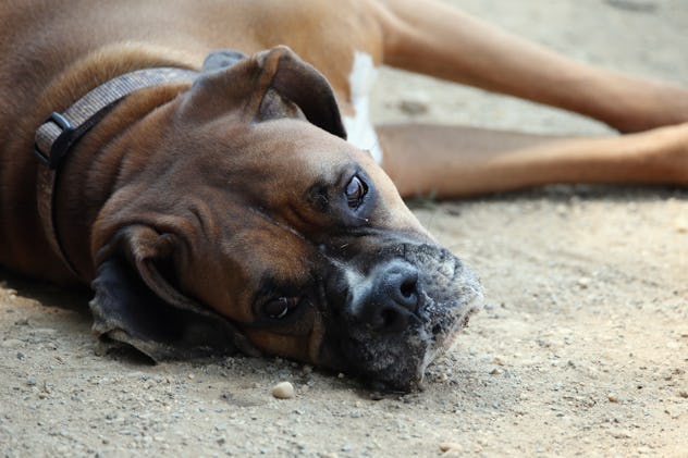 7 Best Dog Breeds For People With PTSD