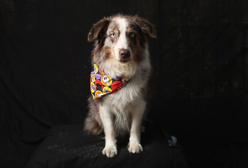 11 Best Dog Breeds For Travel, So You Always Have An Adventure Buddy