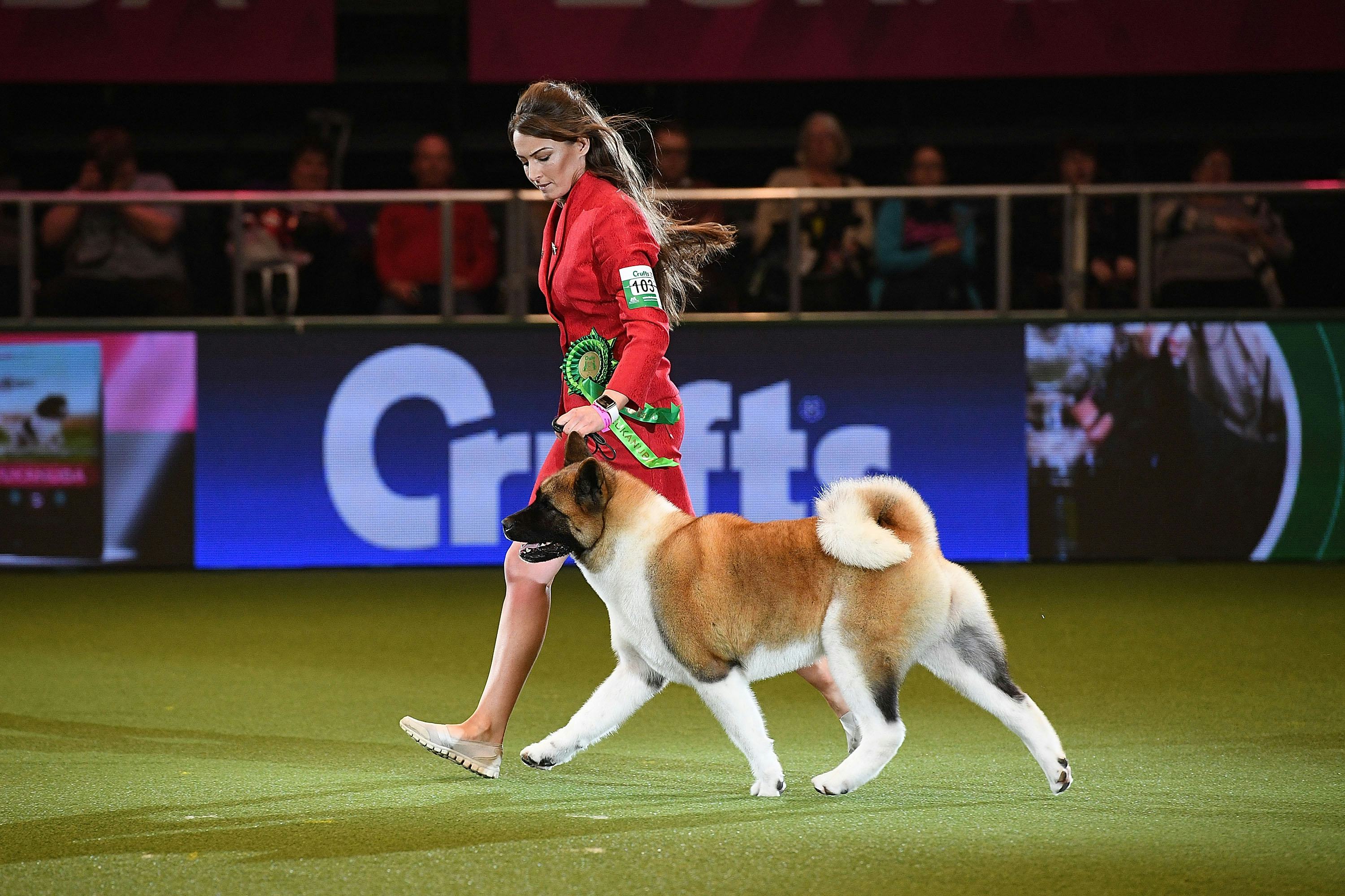 7 Royal Dog Breeds From History, Because Corgis Are Only The Beginning