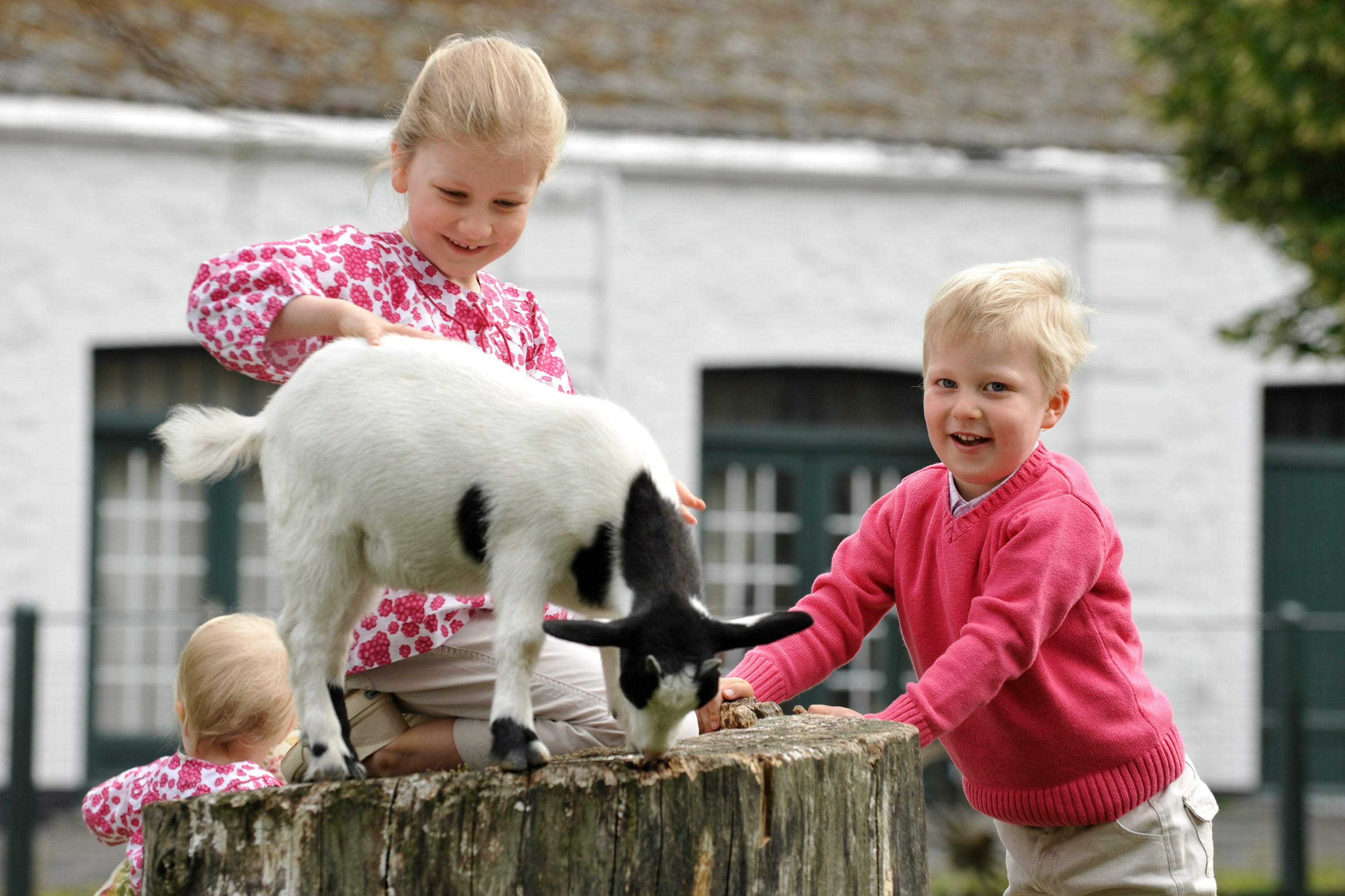 Goats Can Figure Out Your Emotions, According To New Goat Research ...