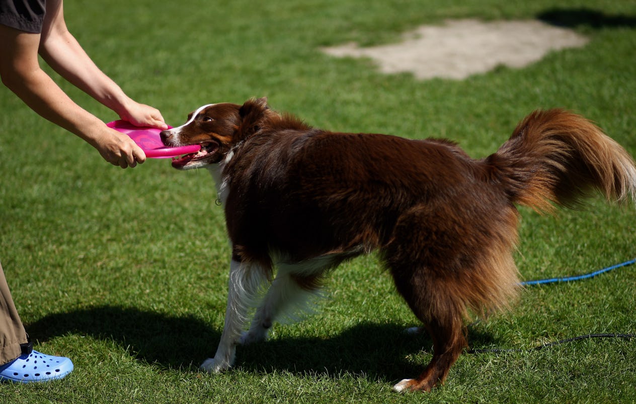 4 Reasons Why Big Dogs Are The Best For Kids, According To Science