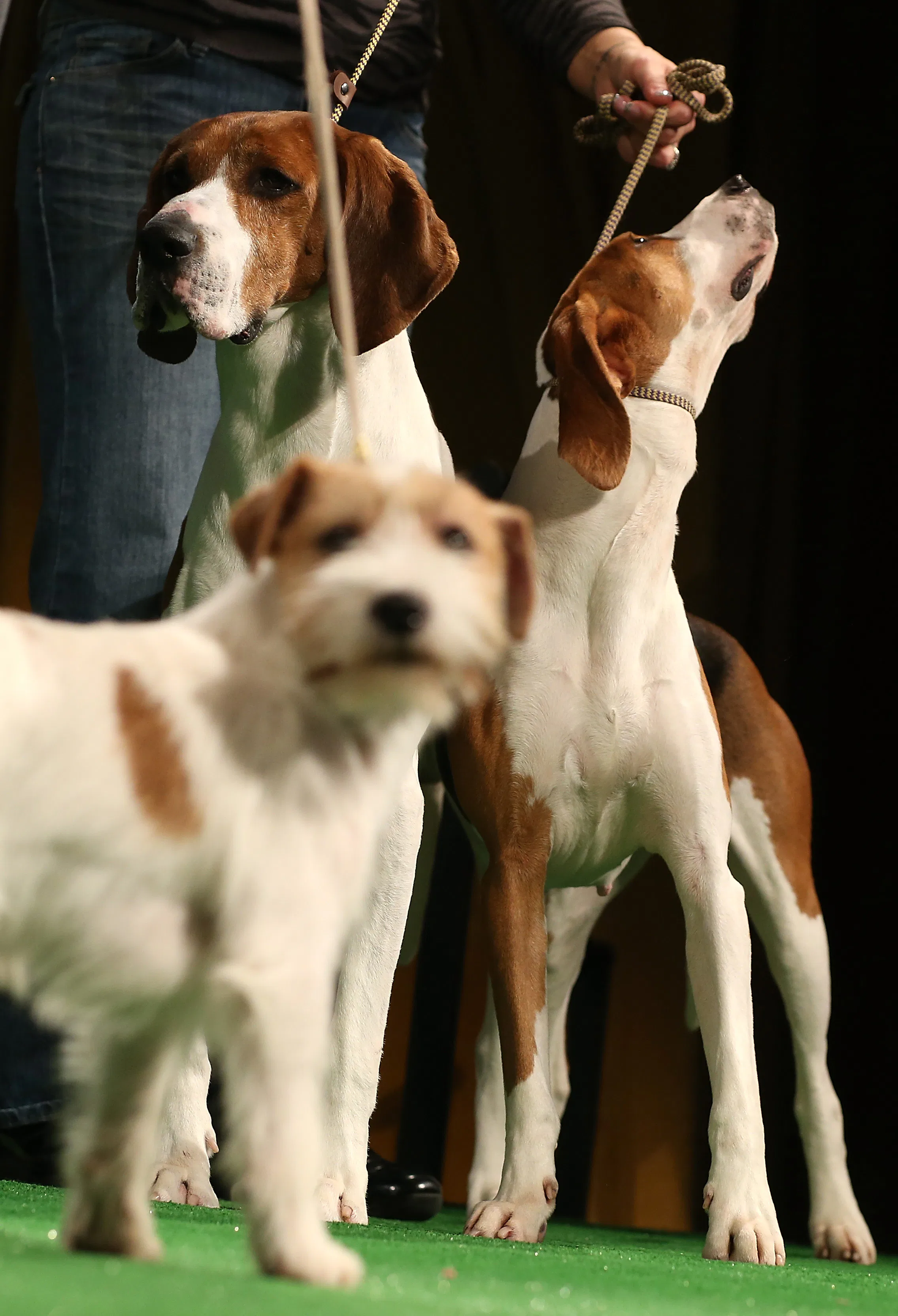 4 Reasons Why Big Dogs Are The Best For Kids, According To Science