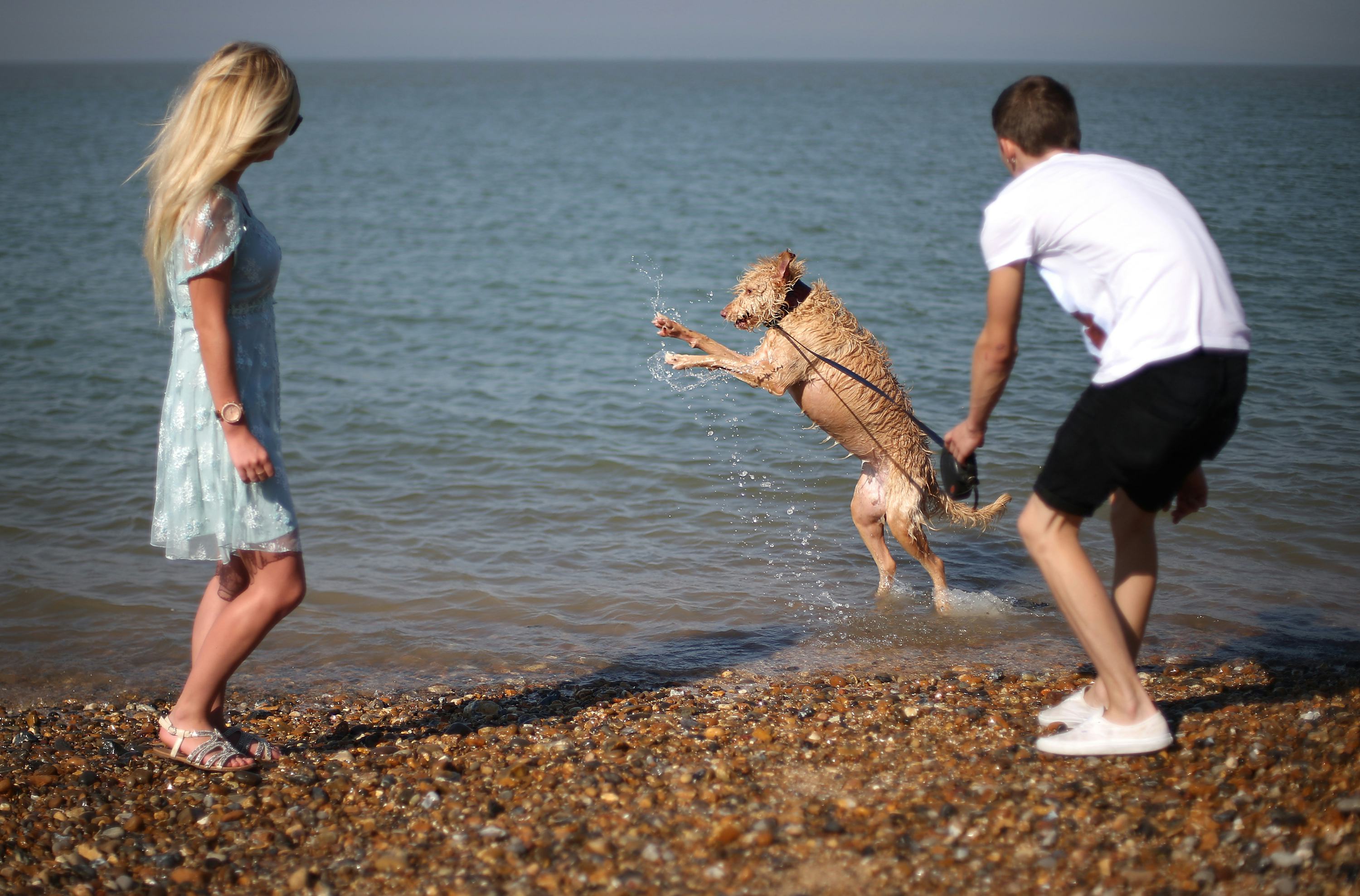 25 Ways Your Relationship Can Change When You Get A Pet