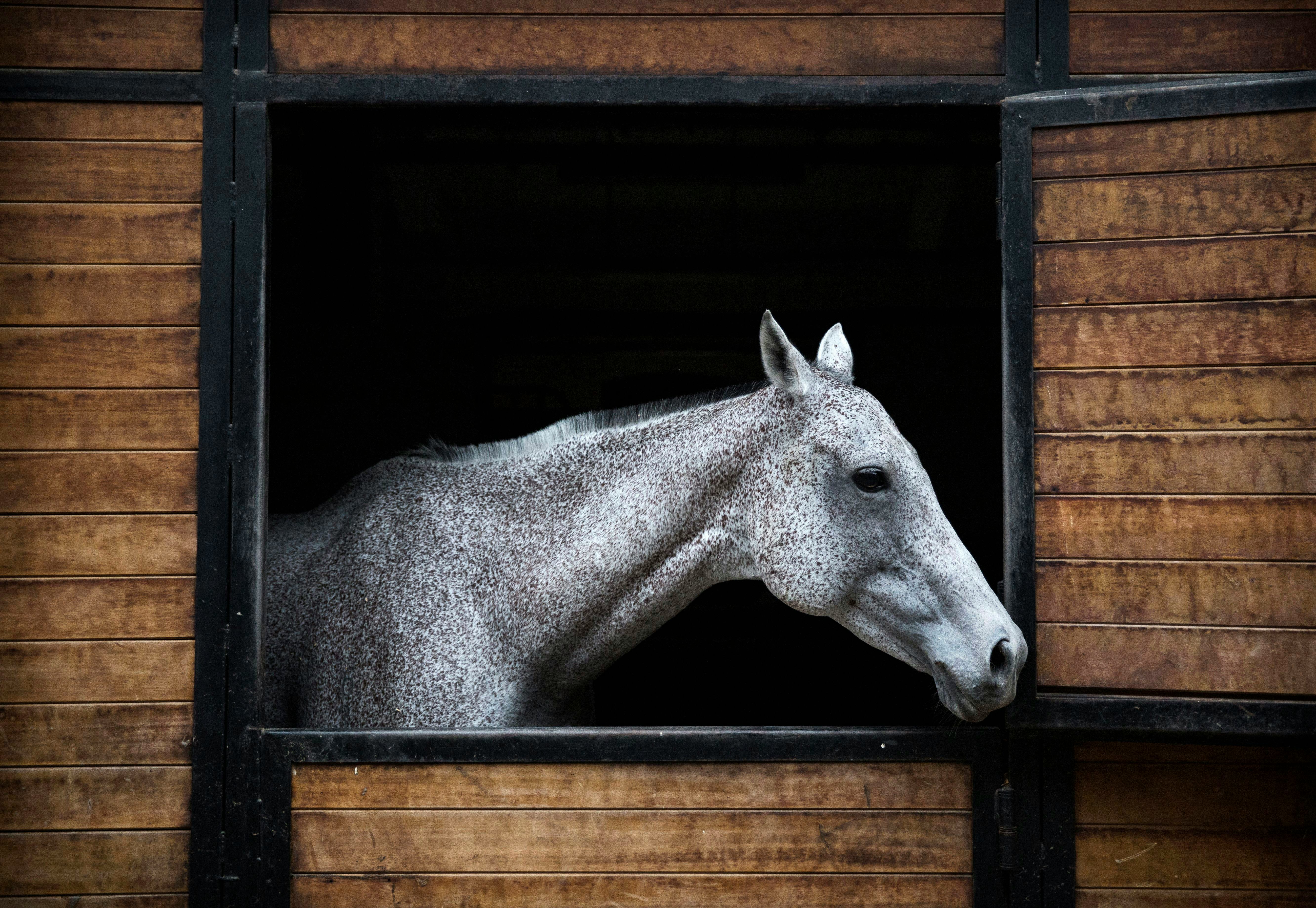 9 Animals That Can Connect With Humans