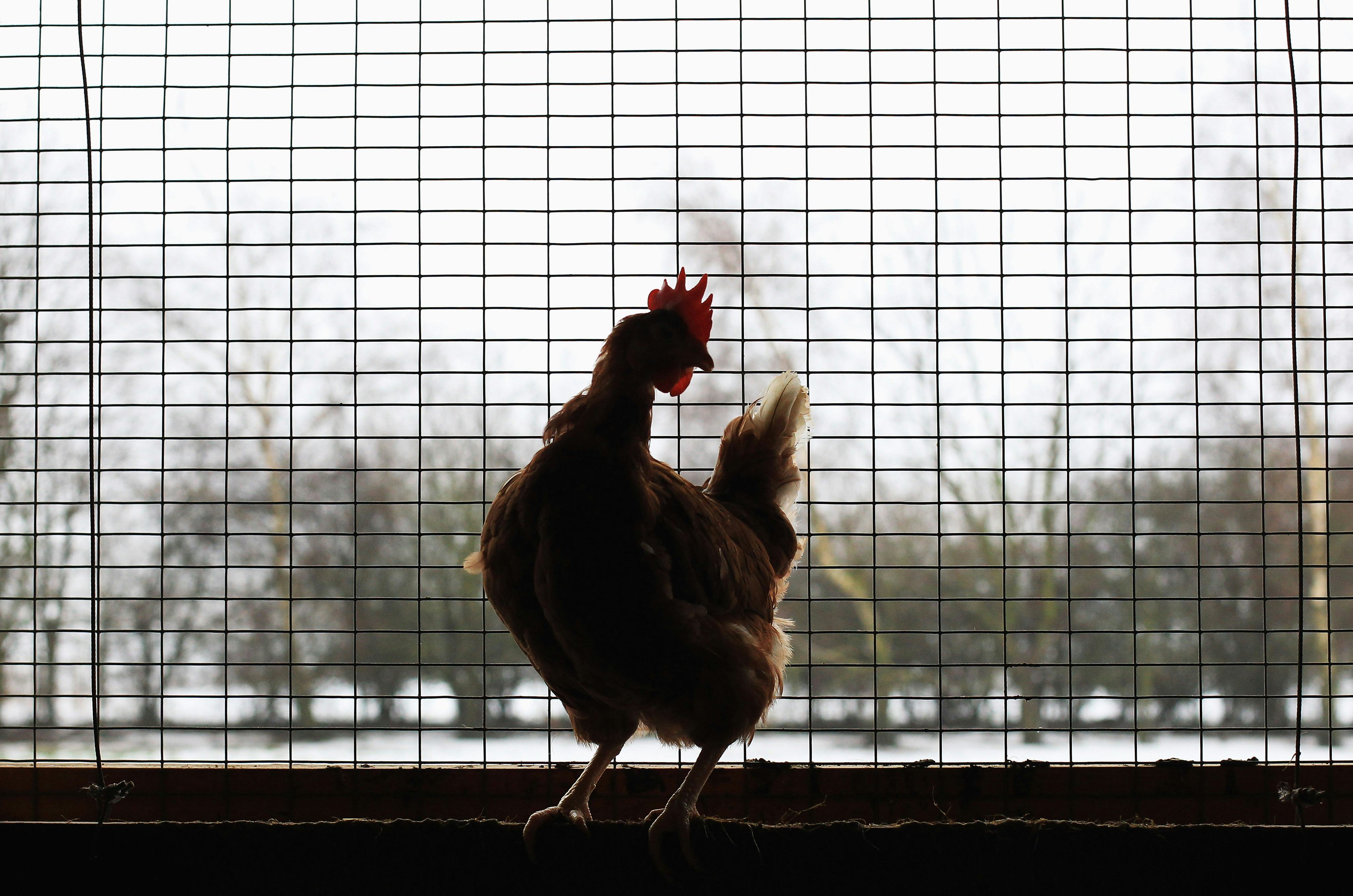 9 Animals That Can Connect With Humans