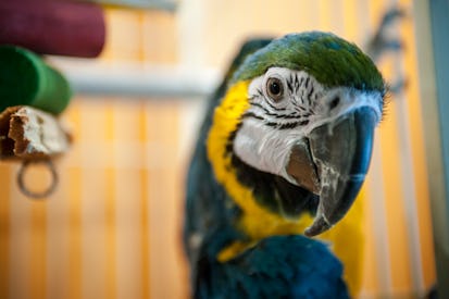 9 Animals That Can Connect With Humans