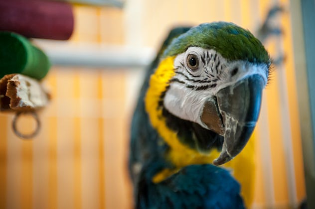 9 Animals That Can Connect With Humans