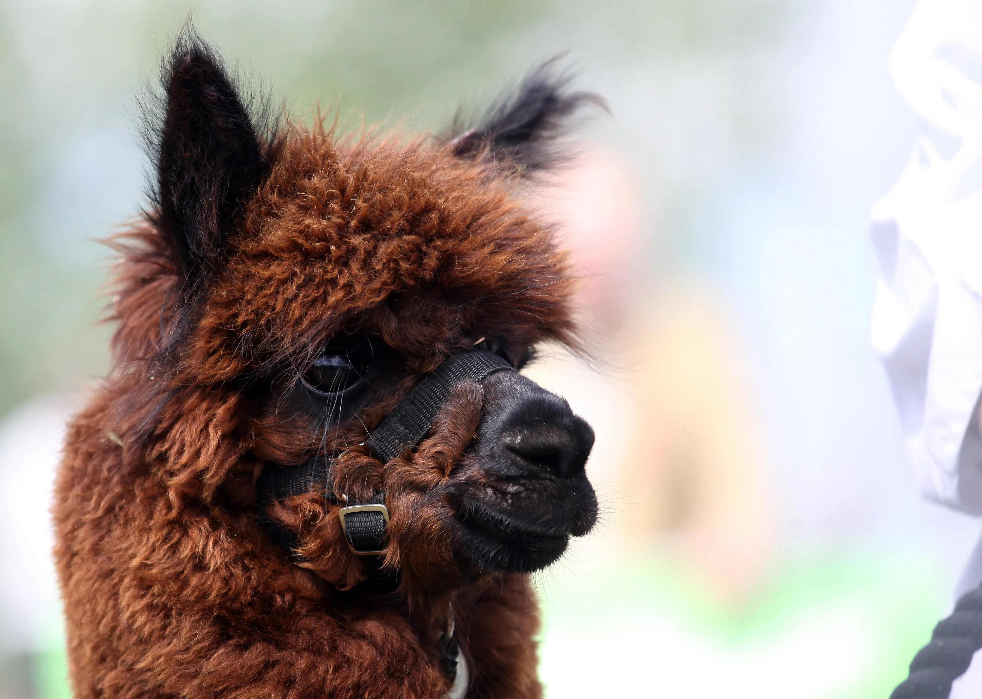 9 Animals That Can Connect With Humans