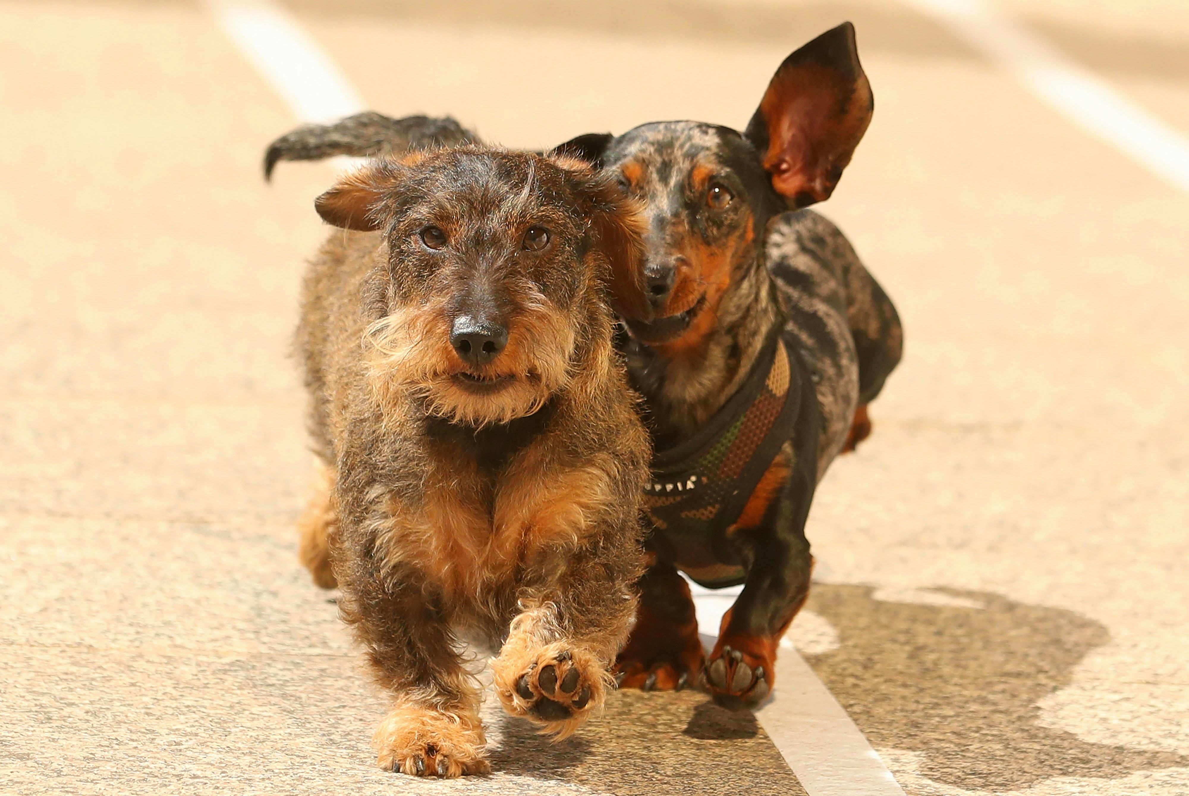 13 Best Dog Breeds For Single People