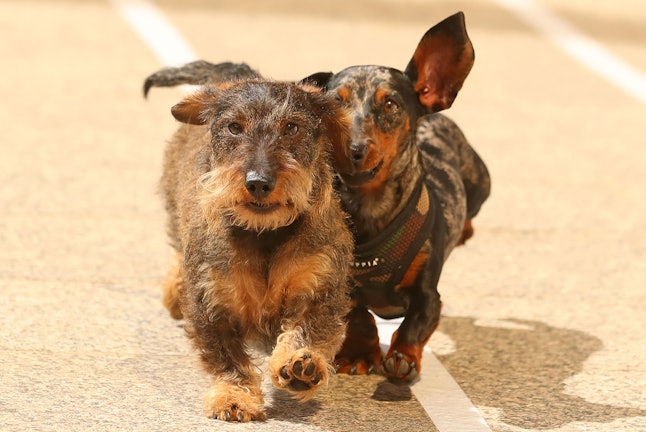 13 Best Dog Breeds For Single People