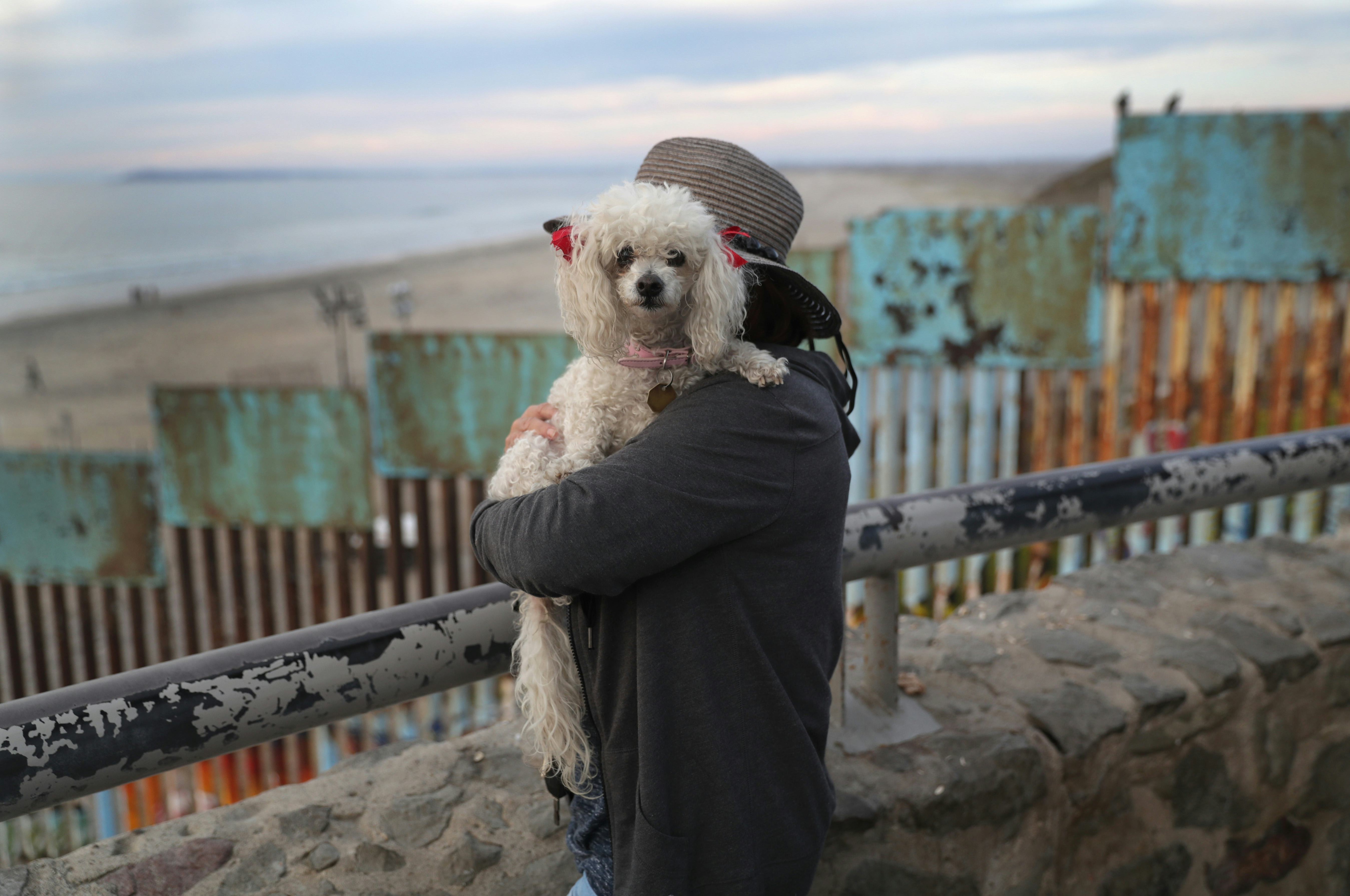 The 7 Best Dog Breeds For Fighting Depression