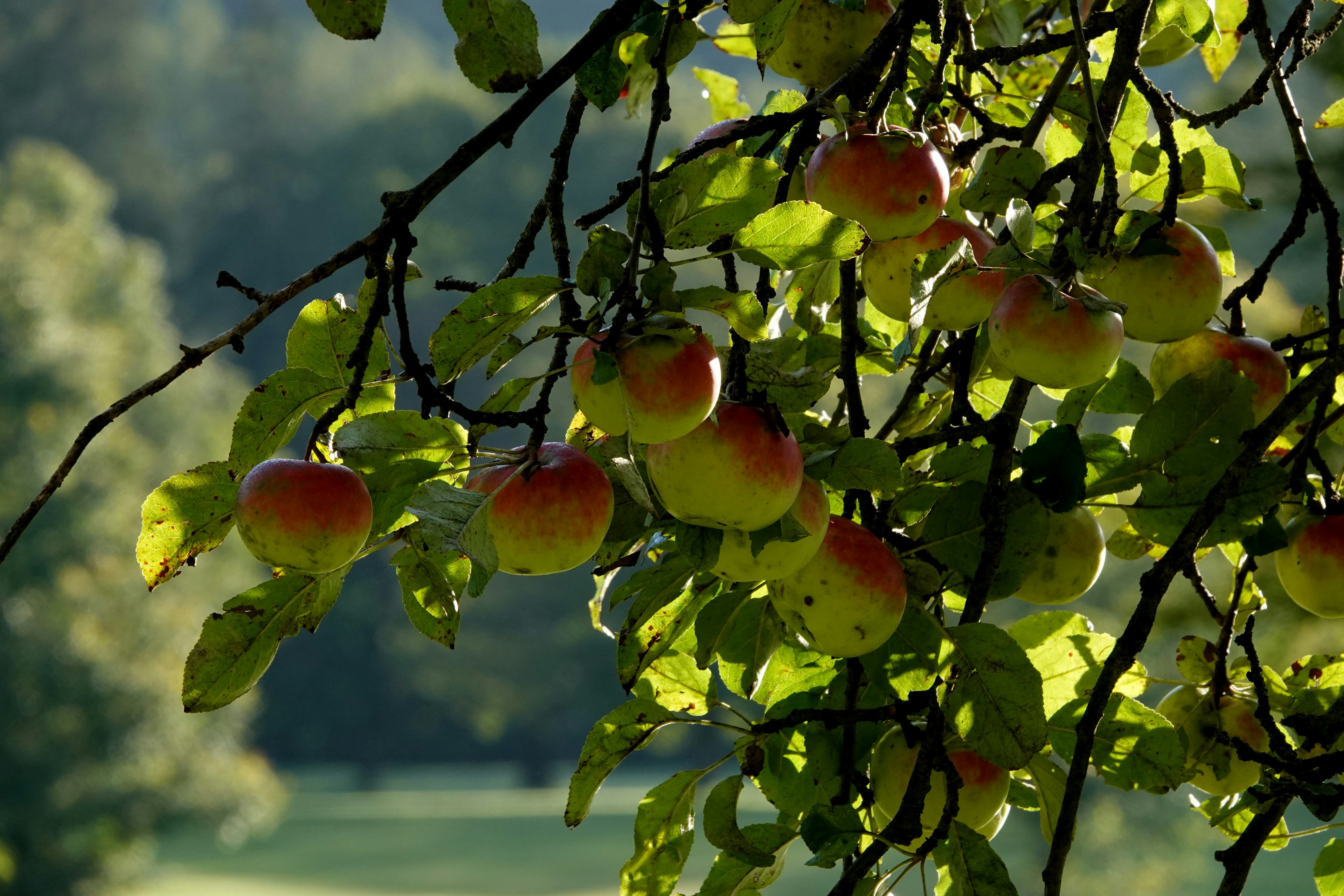 21 October Cat Names For Your Purr-fectly *Spooky* New Feline