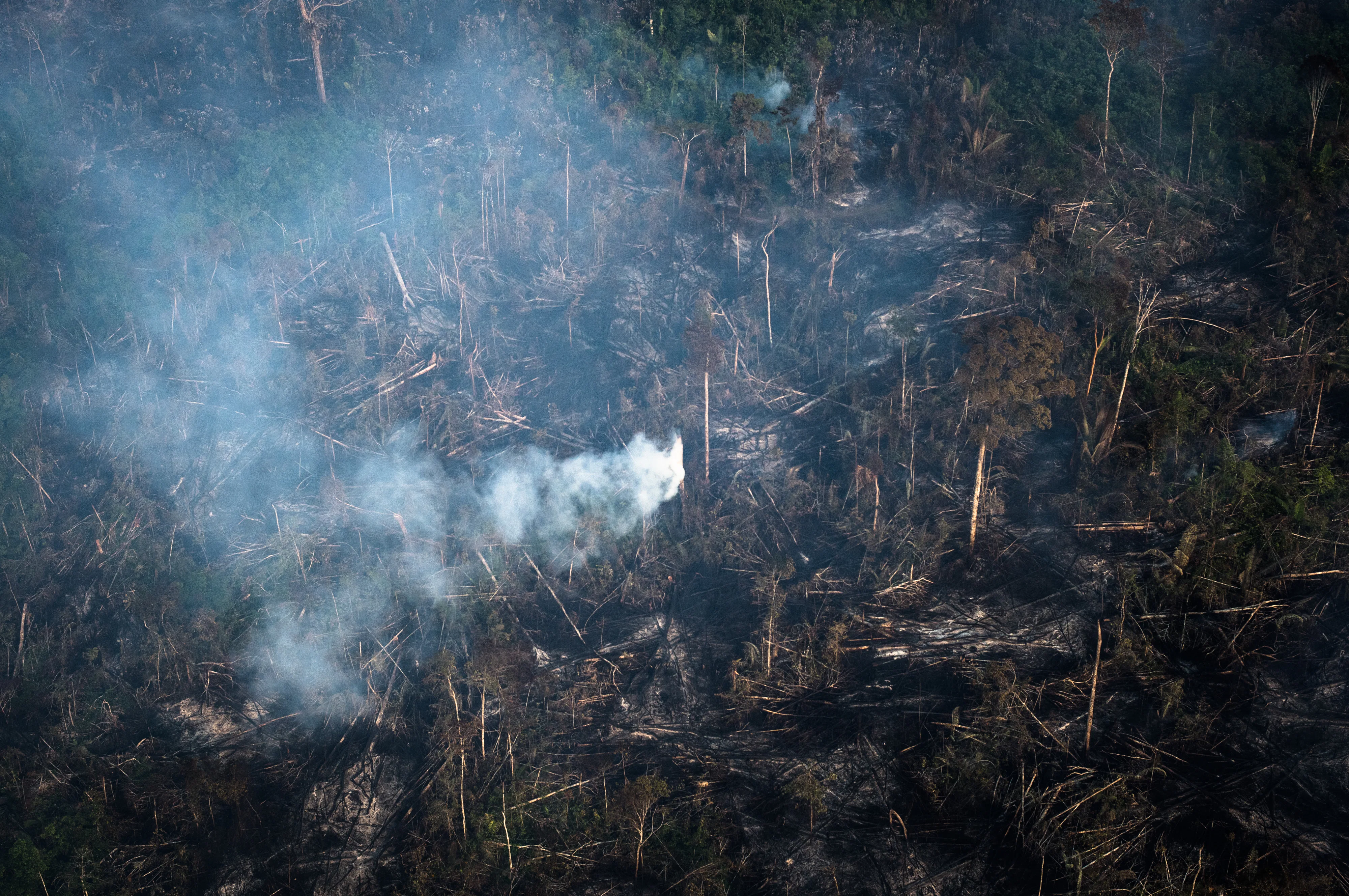 The Amazon Rainforest Is Still Burning, Here’s What You Can Do To Help