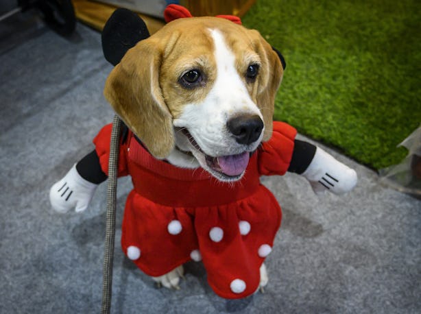 5 Most Popular Disney Names For Dogs, Just In Time For The Disney+ Launch