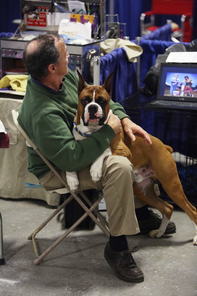 20 Photos From National Dog Shows Over The Years To Celebrate So Many ...