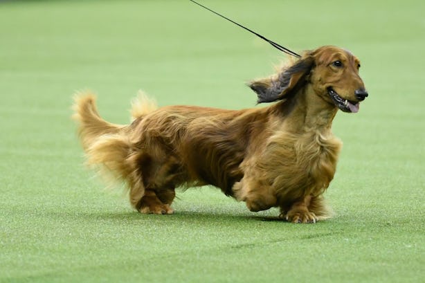 15 Old-Fashioned Dog Names That Are Way More Appropriate For Fur Babies ...