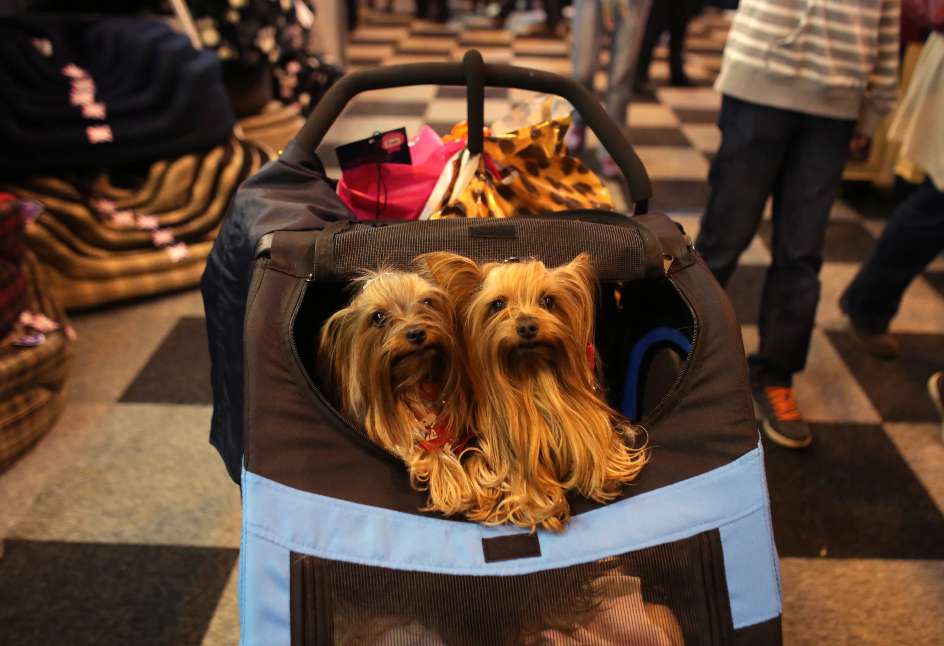 The Top 10 Dog Breeds On Instagram, According To Popular Hashtags