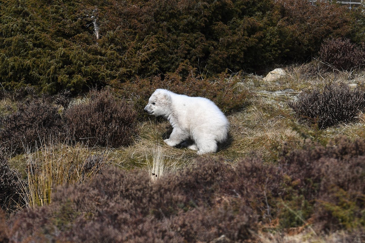 9 Ways To Help Polar Bears On International Polar Bear Day 2019