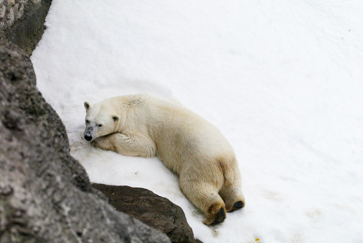 9 Ways To Help Polar Bears On International Polar Bear Day 2019