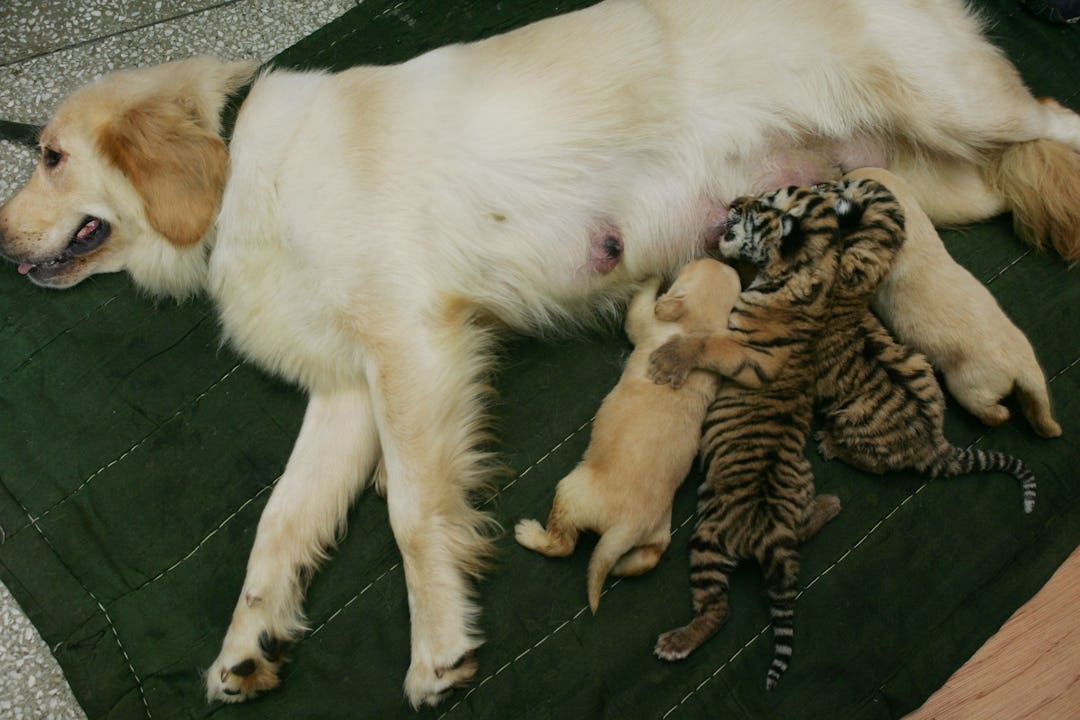 21 Pictures Of Postpartum Pooches That Will Warm Your Cold, Dead Heart