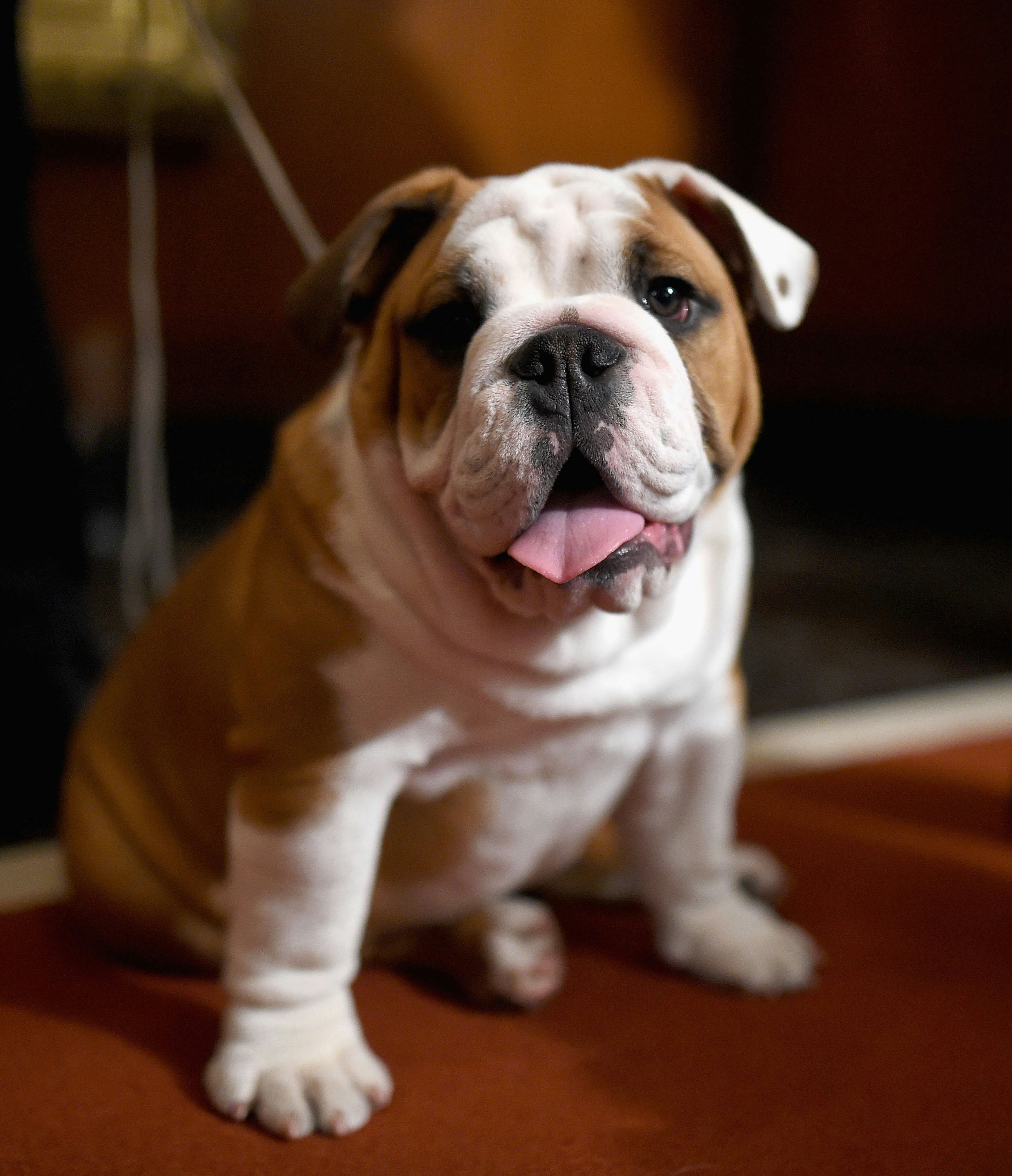 11 Dog Breeds For Busy Owners, Because You Need A BFF, Too