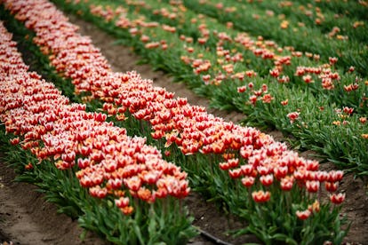 8 Inspiring Easter Quotes To Bring You Joy On This Springtime Holiday