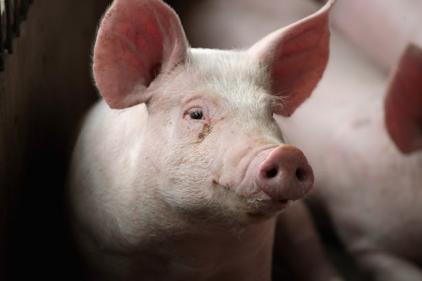 Scientists Revived Dead Pigs’ Brain Cells In An Experiment & Here’s ...