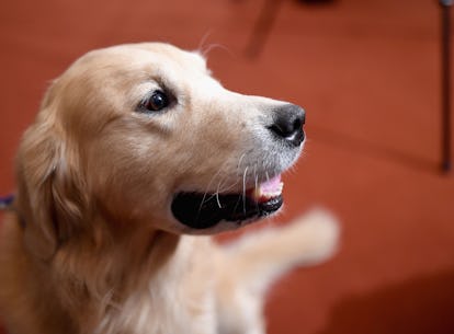 The 11 Smartest Dog Breeds To Adopt