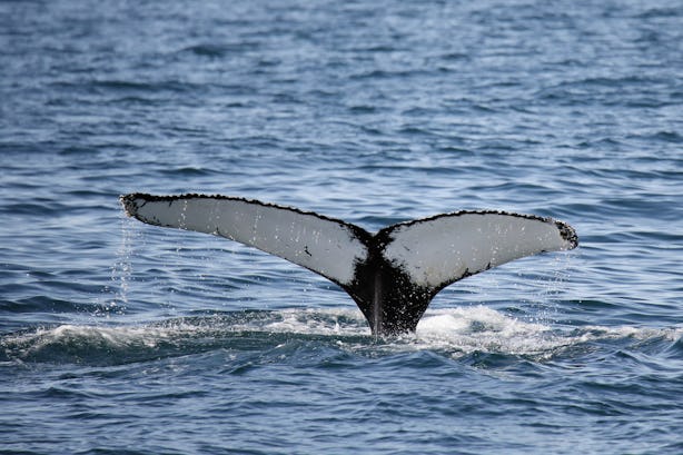 5 Organizations To Save The Whales That You Should Support To Protect ...