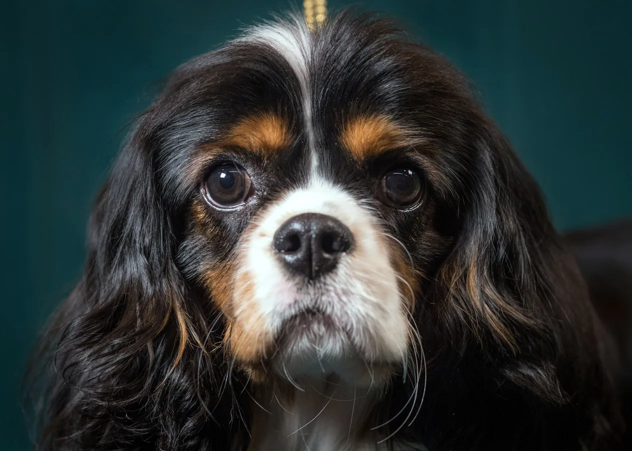 6 Best Dog Breeds For Taurus Zodiac Signs