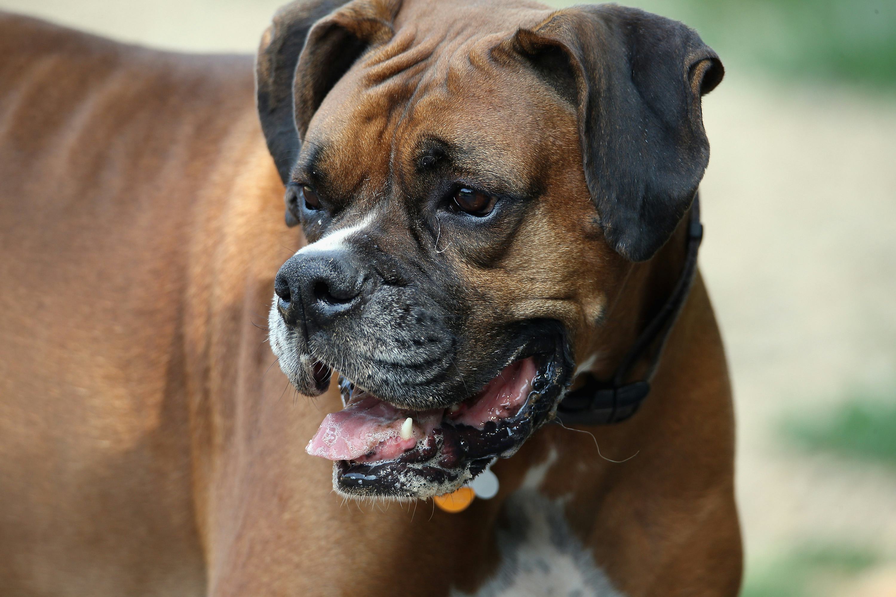 6 Best Dog Breeds For Taurus Zodiac Signs