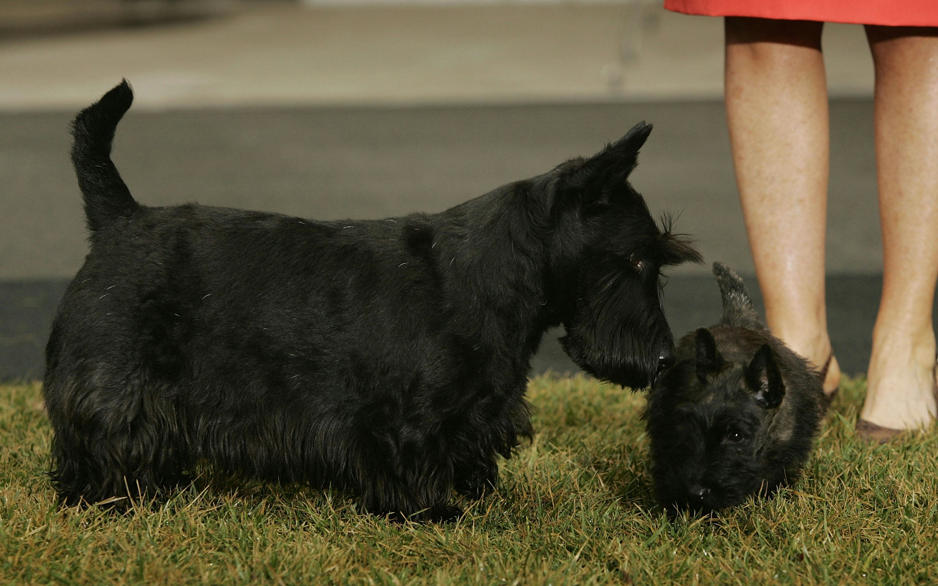 6 Best Dog Breeds For Taurus Zodiac Signs