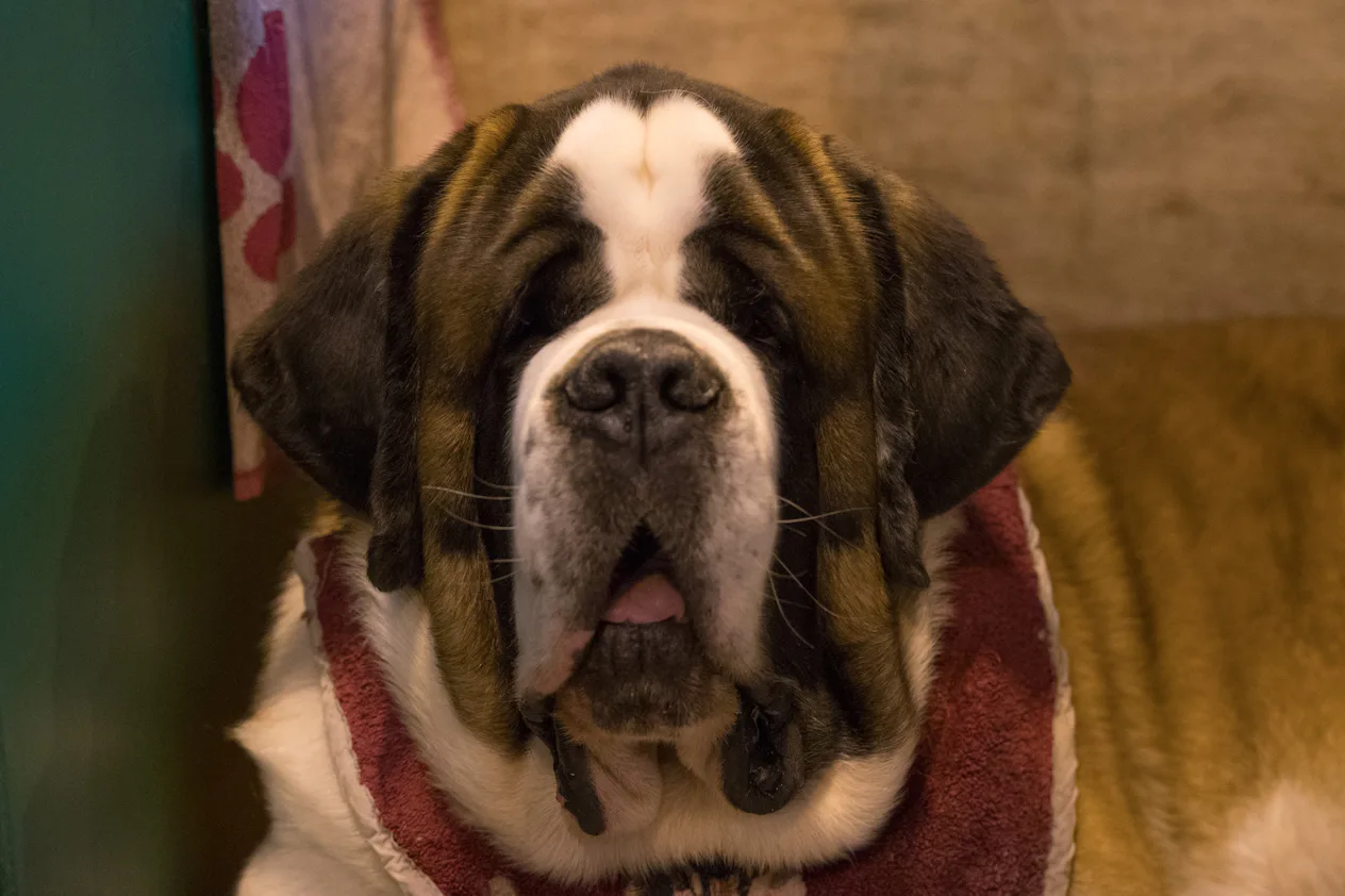 6 Best Dog Breeds For Taurus Zodiac Signs