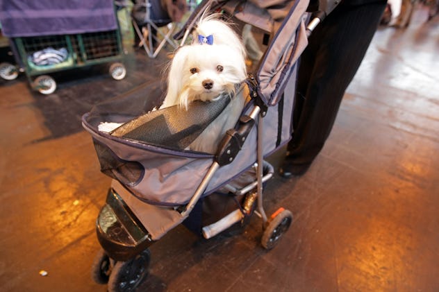 10 Best Dog Breeds For If You Travel A Lot With Your Pup