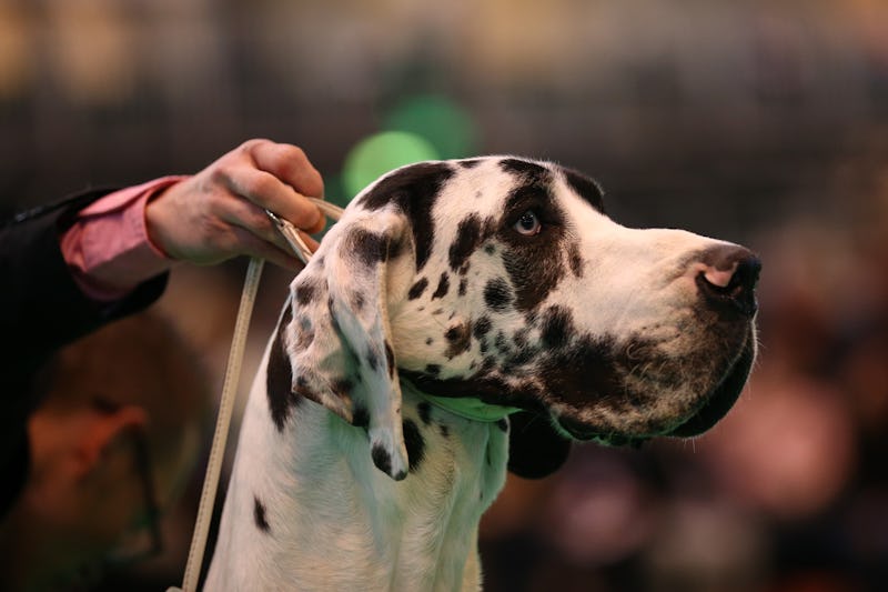 6 Best Dog Breeds For Taurus Zodiac Signs