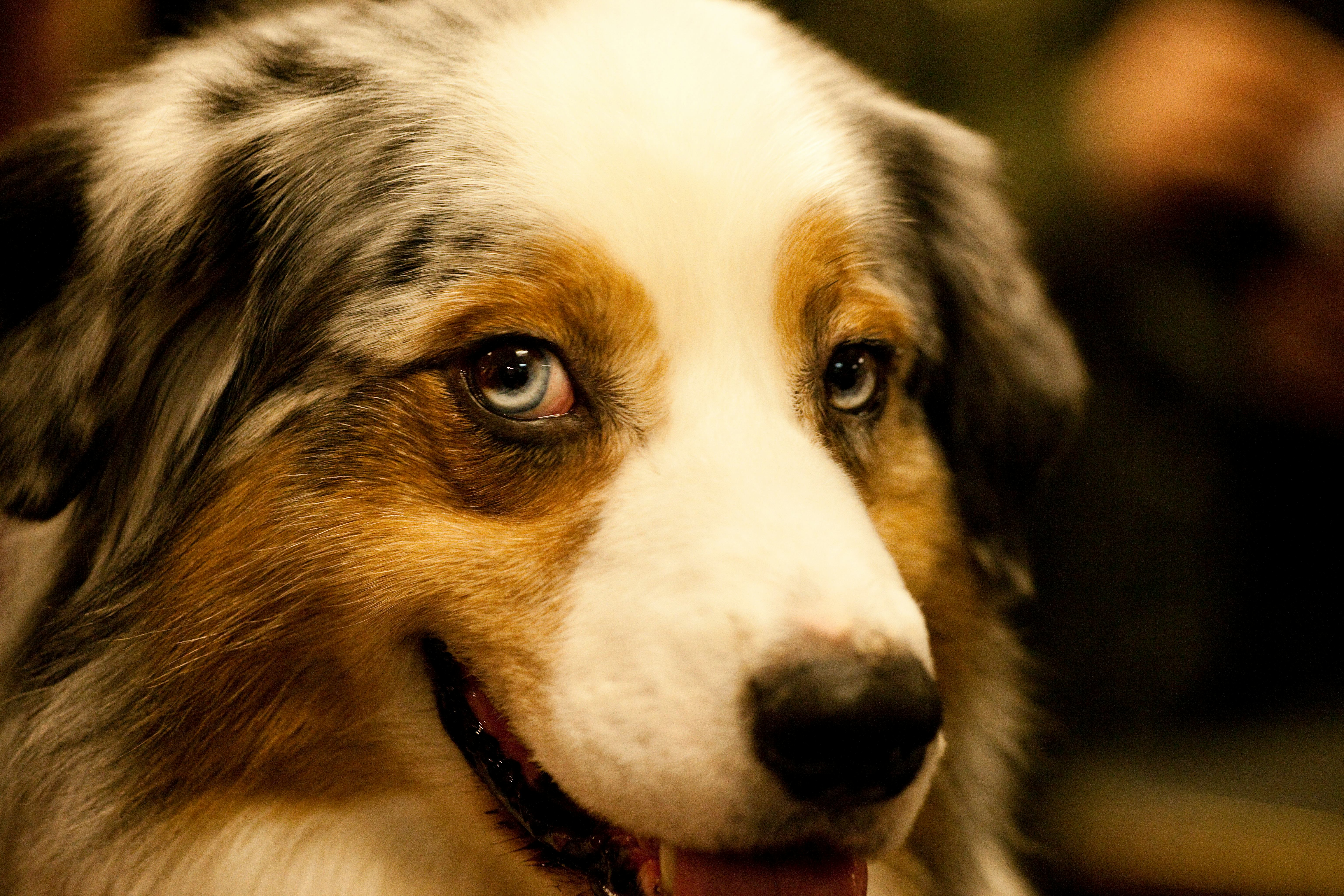 6 Best Dog Breeds For Taurus Zodiac Signs