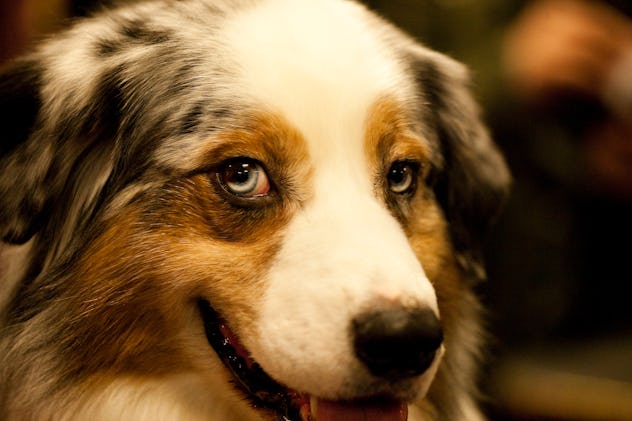 6 Best Dog Breeds For Taurus Zodiac Signs