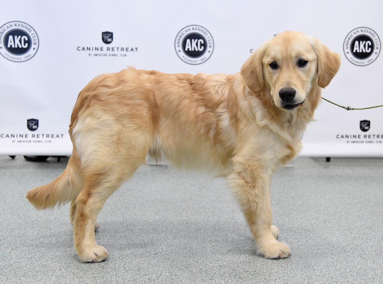 8 Best Dog Breeds For Gemini Zodiac Signs