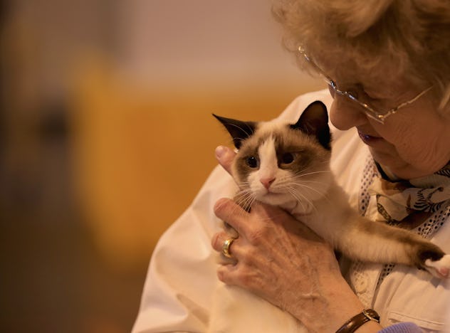 8 Best Cat Breeds For First-Time Owners