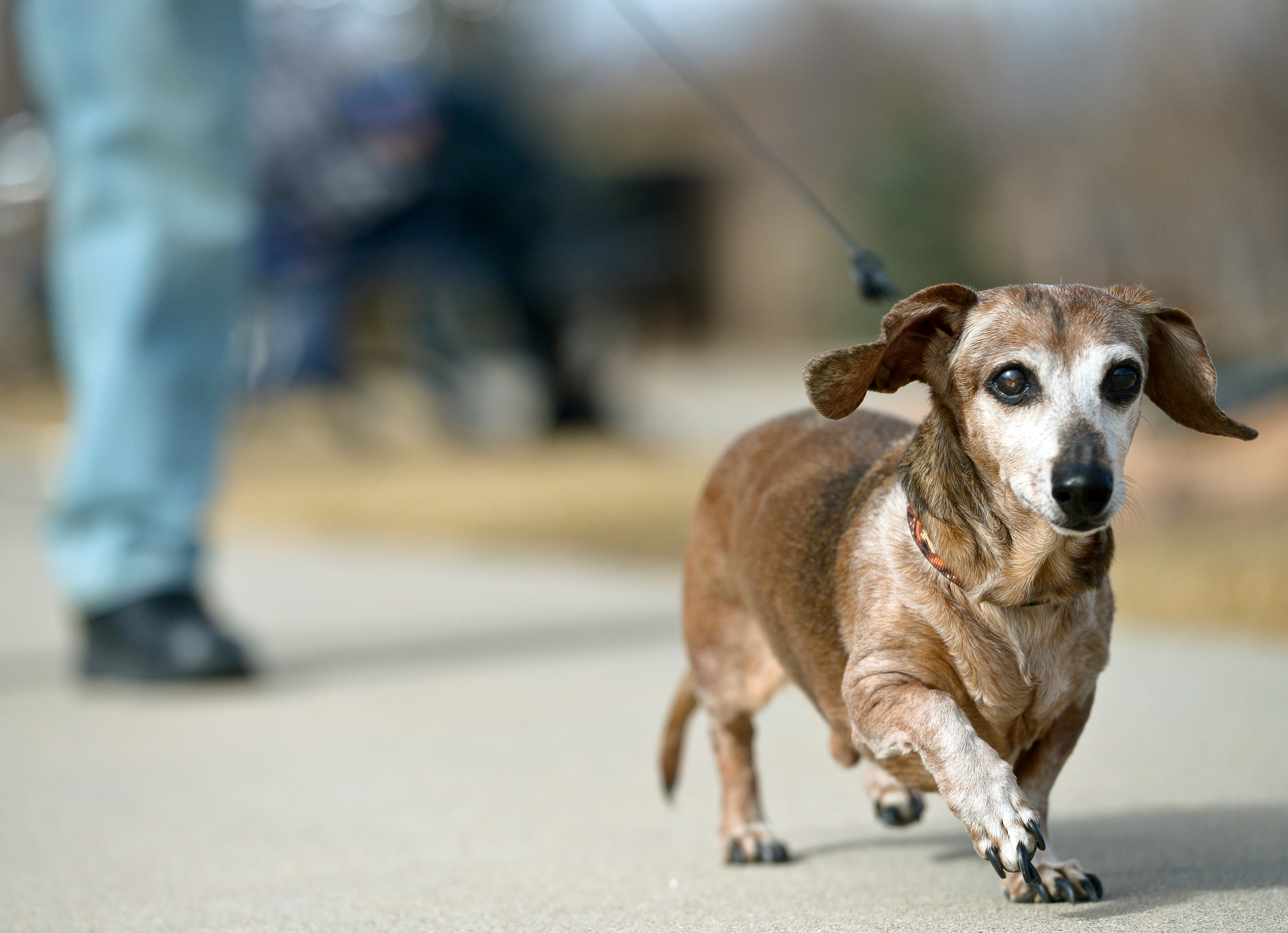 4 Misunderstood Dog Breeds, According To Pet Experts