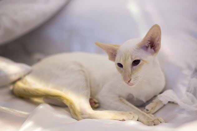 5 Smartest Cat Breeds To Adopt If You Want A Clever Companion